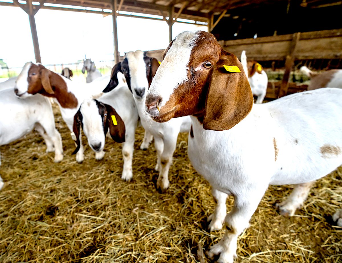 Demand for meat goats continues to grow – Frio-Nueces Current
